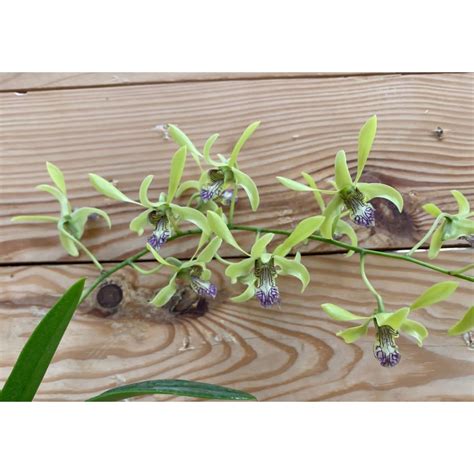 Jual Seedling Anggrek Dendrobium Sawojajar Ii Shopee Indonesia