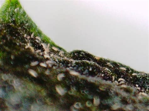 Russet Mites Medicinal Genomics