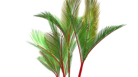 3d Model Plam Tree Turbosquid 2229349