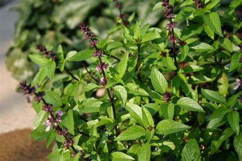 歐森 Health Beauty 印度聖羅勒 印度吉祥女神的化身