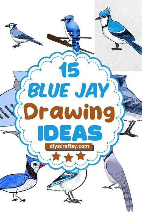 15 Blue Jay Drawing Ideas For Bird Drawing Collection Diyscraftsy