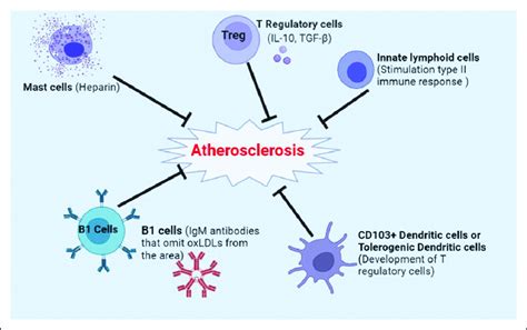 Components Of The Immune System That Inhibit Atherosclerosis Treg T Download Scientific