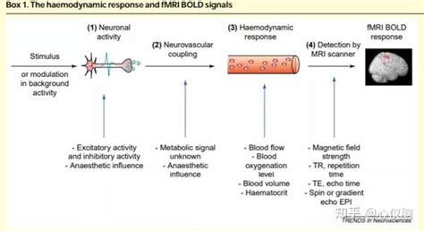 带你认识BOLD fMRI成像原理 知乎