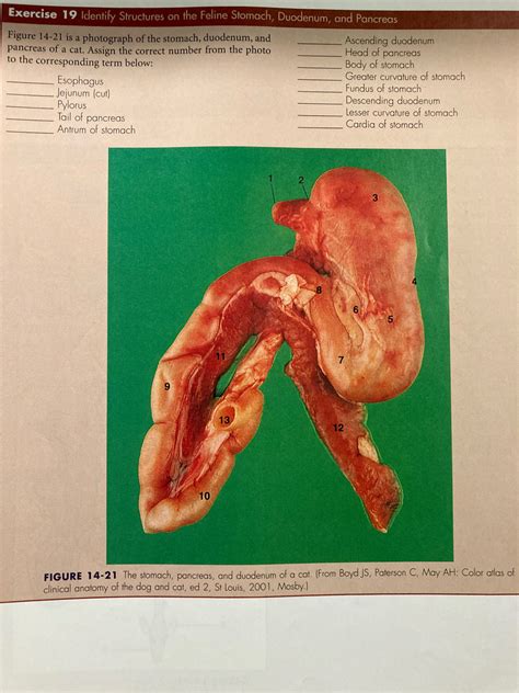 Duodenum Cat