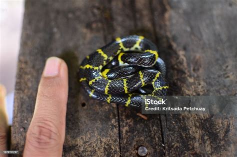 Nama Umum Ular Serigala Laos Nama Ilmiah Lycodon Laoensis Gunther Foto Stok Unduh Gambar
