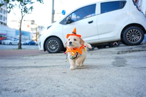 골든리트리버분양 사랑스러운 애기 강아지 규규 골든리트리버분양 라브라도리트리버분양 보더콜리분양 도베르만분양 사모예드분양 올드