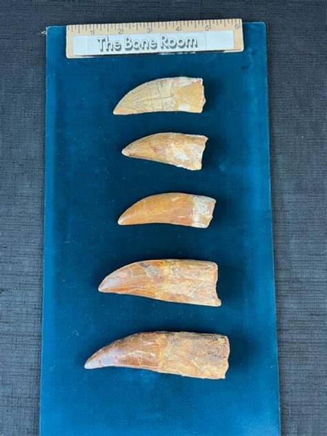 Big Carcharodontosaurus Teeth