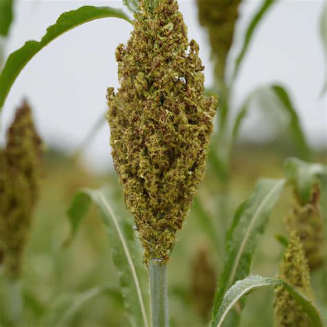 Ergot Or Sugary Management In Sorghum Disease Symptoms Treatment Chemical Biological