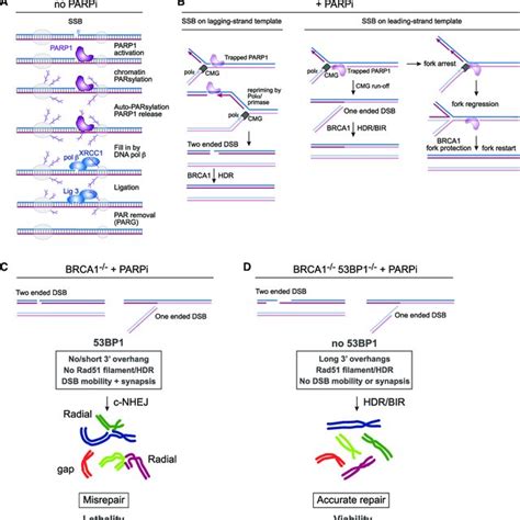 The Role Of 53bp1 In Class Switch Recombination Csr A Schematic Of Download Scientific