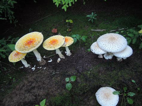 American Panther Amanita Amanita Chrysoblema