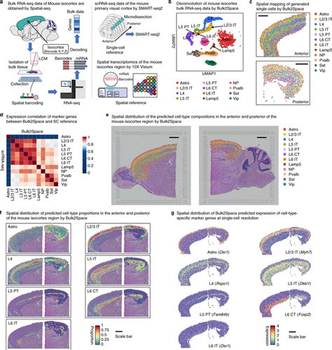 Spatially Resolved Single Cell Analysis Of The Mouse Isocortex Bulk Download Scientific Diagram
