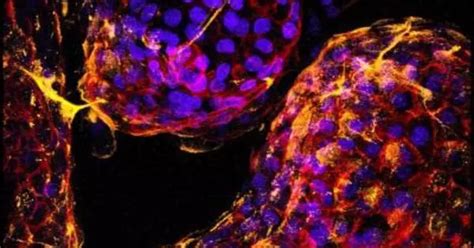 New Computer Code For Three Dimensional Mechanics Of Tissues And Cells Assignment Point