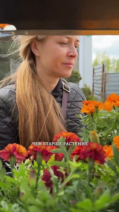 Сколько у вас стоят растения в питомниках Youtube