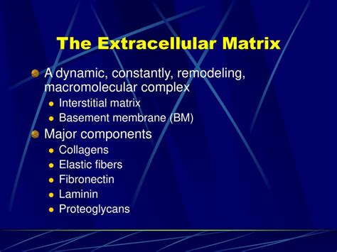 Tissue Repair Cell Regeneration And Fibrosis Ppt Video Online Download
