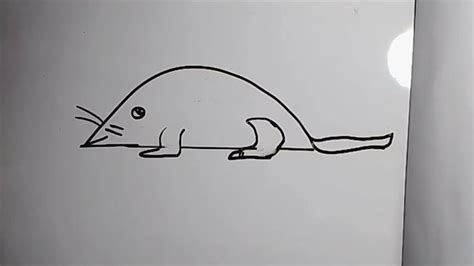 Rat Drawing Mouse Drawing How To Rat Drawing ইঁদুর আঁকা ইঁদুর আঁকার সহজ উপায়