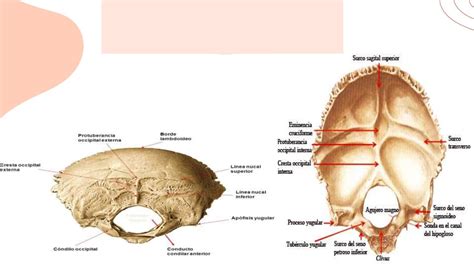 Hueso Occipital Sus Partes Caractersticas 1256x688