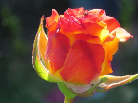 장미 꽃 Pixabay의 무료 사진 Pixabay