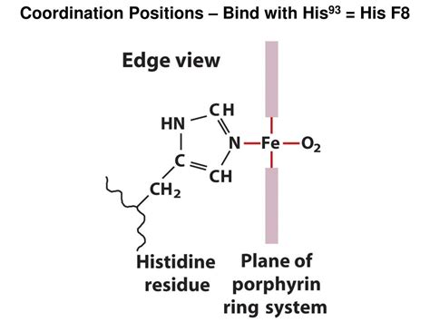 Ppt Protein Function Binding Powerpoint Presentation Free Download