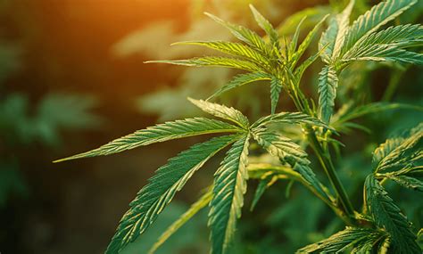 What Is Hemp The Ultimate Guide