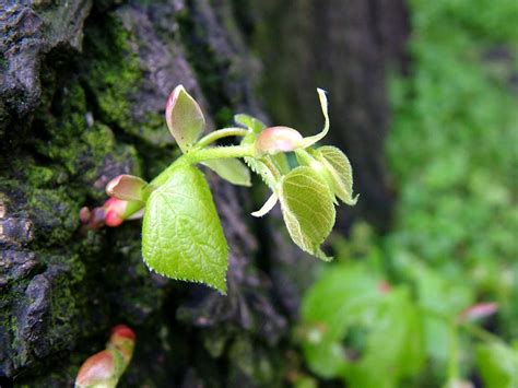 Growth Tree