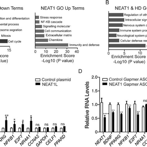 evaluation of neat1 kd and mhtt induced transcriptional pathways a