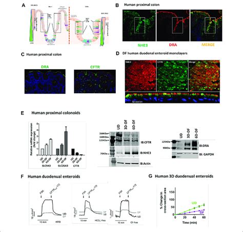A Cartoon Showing Localization Of Ileal And Colonic Enterocytes
