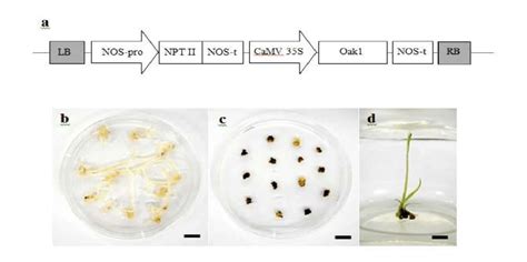 Agrobacterium Mediated Transformation And Regeneration Of Malaysia Download Scientific Diagram