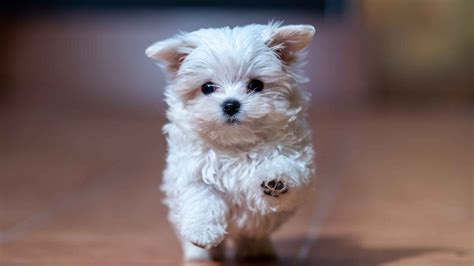 Tiny Toy Dog Breeds 31 Toy Dog Breeds That Are Undeniably Cute
