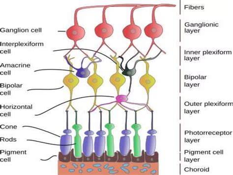 Visual Pathway And Lesions Pptx