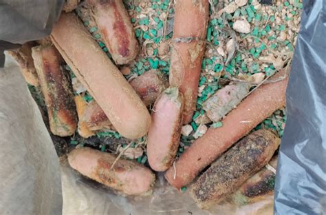 Velenu Tal Bebbux Jinsab Mifrux Fuq Diversi Mogħdijiet Madwar Il Park