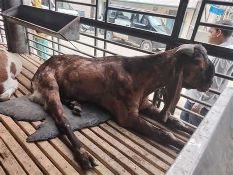 Md Shakil Hossain On Linkedin এই সেই বহুল আলোচিত সমালোচিত ছাগল। যা