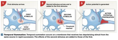 Summation Action Potential Flashcards Quizlet