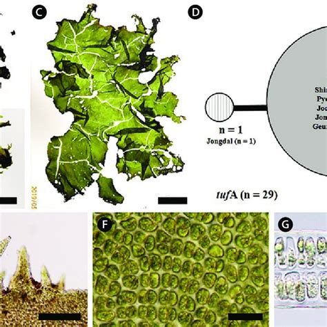 A B Ulva Rigida And C D U Rotundata A C Total Chlorophyll