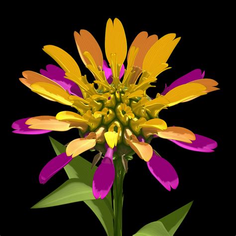 Phyllotaxis Plant Patterns Apex