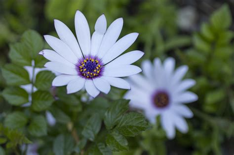 아프리카 데이지 꽃들 Pixabay의 무료 사진 Pixabay