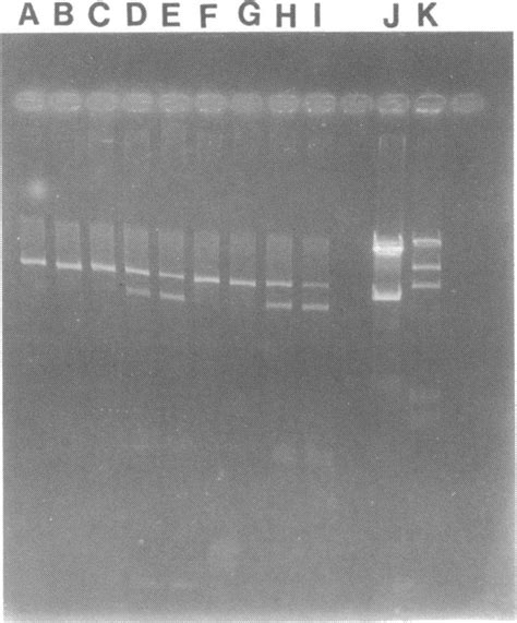 Requirement For Host Factor With Linear DNA As A Substrate For X Download Scientific Diagram