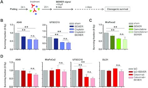 Sensitivity To Chemotherapy And Cetuximab Is Not Influenced By Bemer Download Scientific