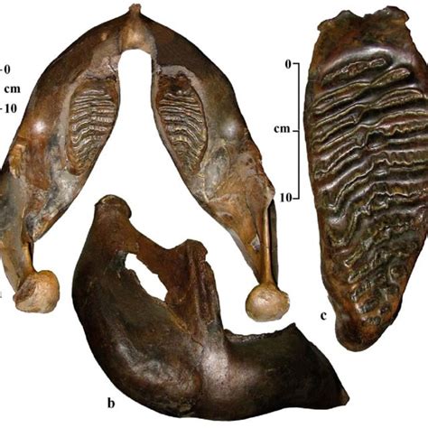 Epsilon Cross Stratification In The Point Bar Facies Subunit B1 Site Download Scientific