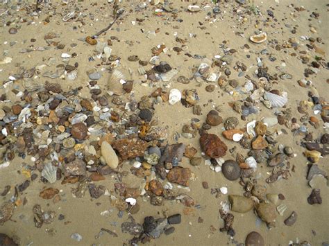 Calvert Cliffs Fossils Swordwhale Walking Illustration Webcomic Stories Photojourneys Videos