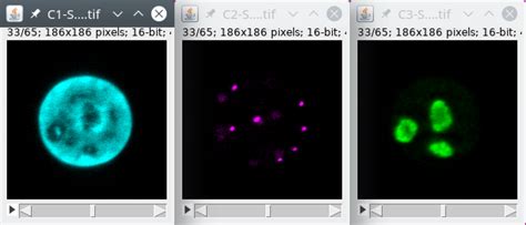 TAPAS Tutorial Quantification ImageJ Documentation Wiki