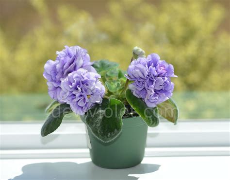 Ek Gray Ocean Dew Violet