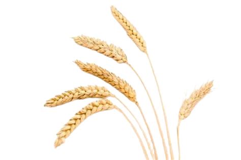 Organic Wheat At Best Price In Ahmedabad Gujarat Good Luck Traders