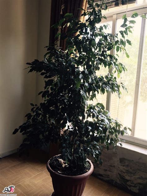 شرایط نگهداری و مراقبت از گل بنجامین