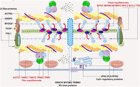 Schematic Diagram Of Potential Sarcomere Gene Mutations Involved In