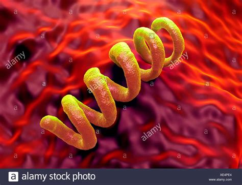 Syphilis Bacteria Banque Dimage Et Photos Alamy