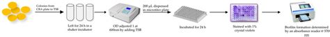 A Flowchart Of The Crystal Violet Test Method To Determine Biofilm Download Scientific Diagram
