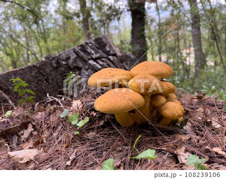 Golden Honey Mushrooms Grow Near A Stump Among の写真素材 [108239106] Pixta