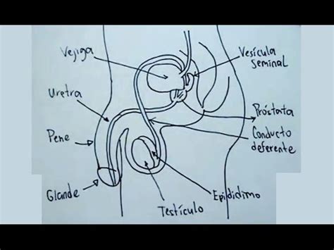 Dibujos Del Cuerpo Humano 48 Cómo Dibujar El Aparato Reproductor