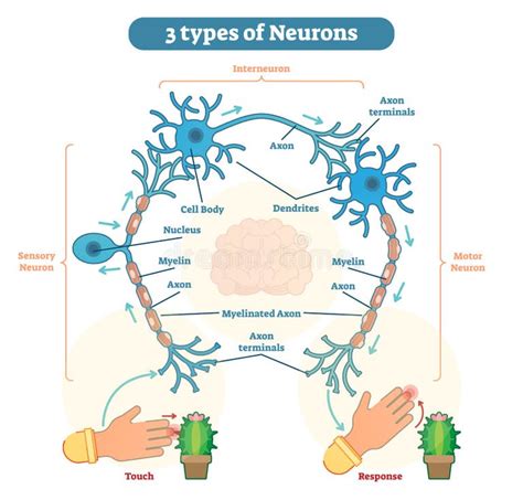 Sensory Neuron Motor Neuron Interneuron Stock Illustrations 16