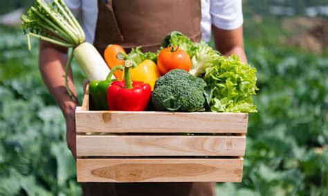 신선한 생 야채로 가득 찬 나무 상자를 들고있는 농부 남자 손에 신선한 유기농 야채와 고추를 넣은 바구니 채소에 대한 스톡 사진 및 기타 이미지 Istock